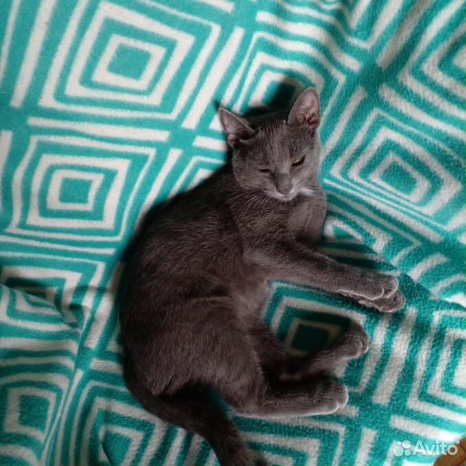 Дыма в добрые руки