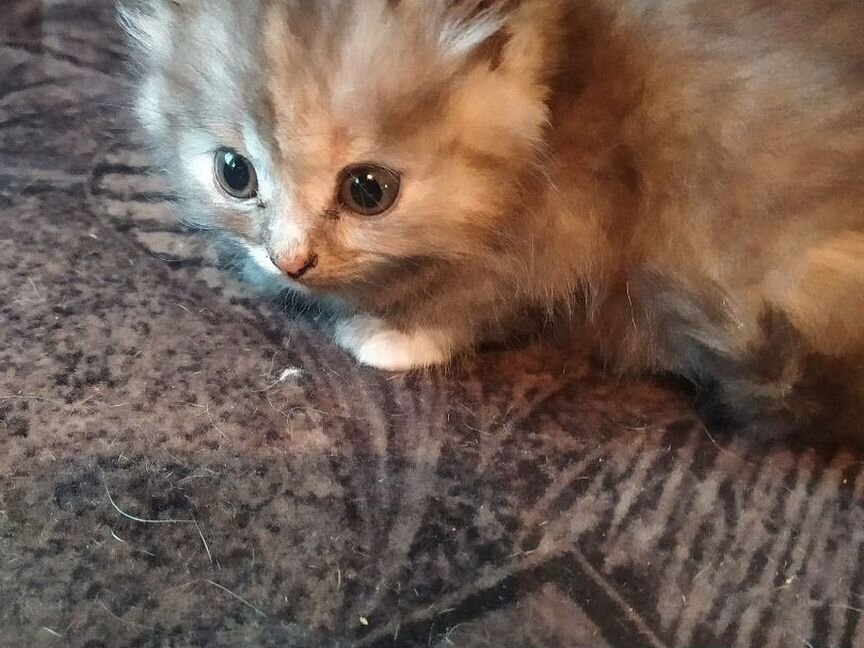 Котята в добрые руки бесплатно