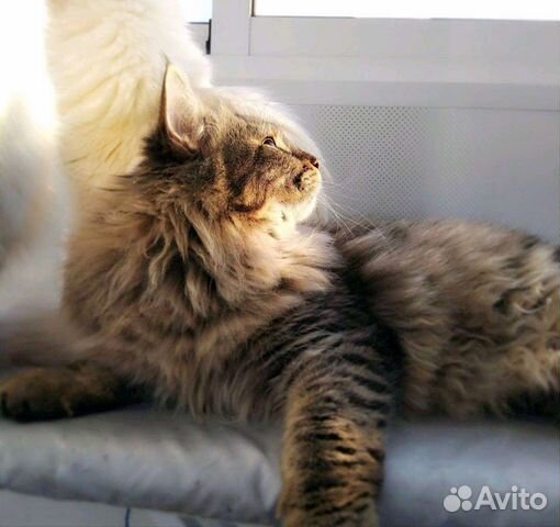 Кошечка