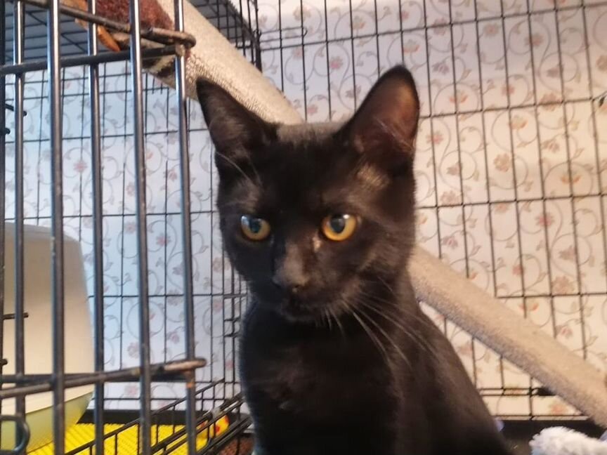 Котенок в добрые руки
