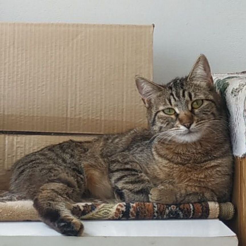 Кошечка Бусинка ищет дом