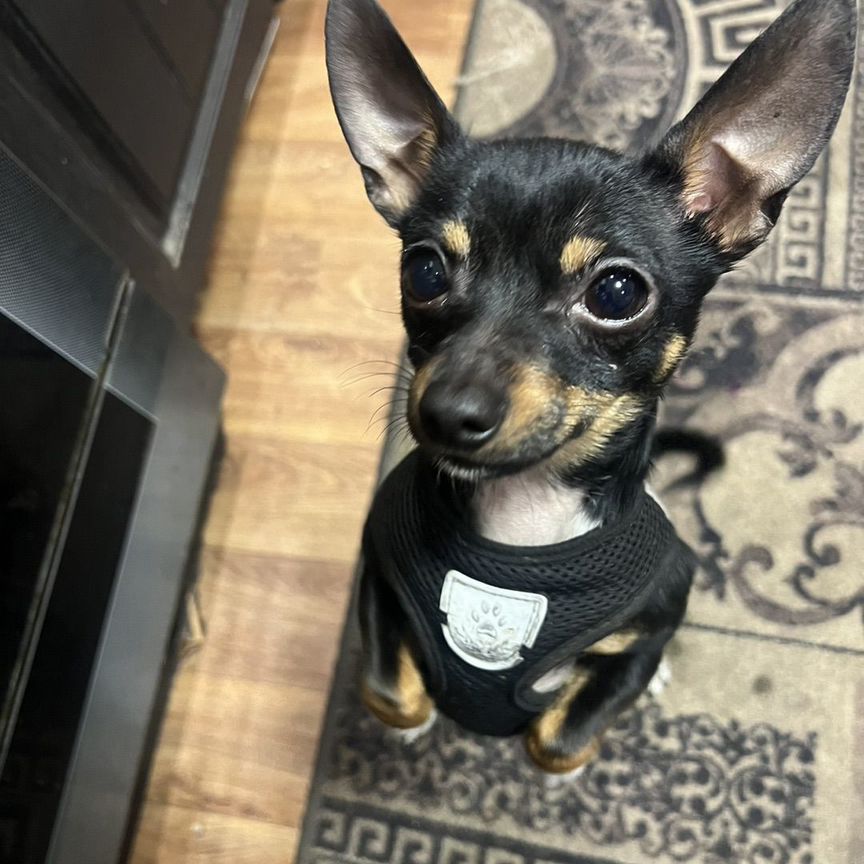 Вязка собак той-терьер