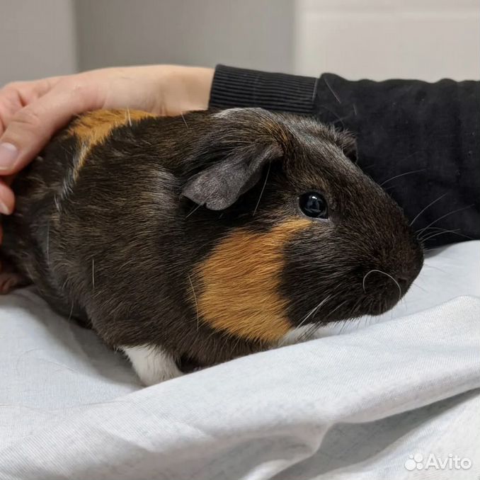 Чернышка в добрые руки