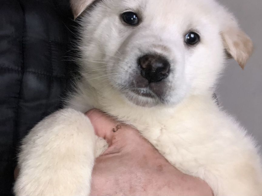 Щенки западно сибирской лайки