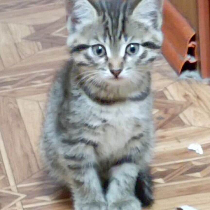 Котенок   пакетик корма в подарок на Новый Год