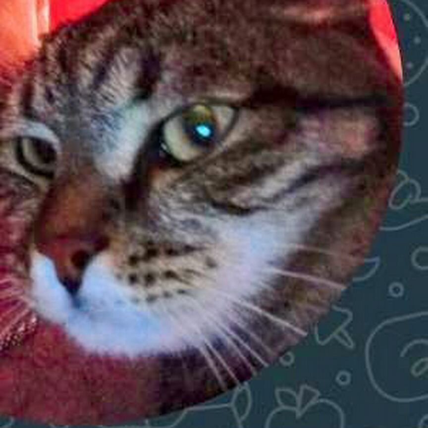 Кот
