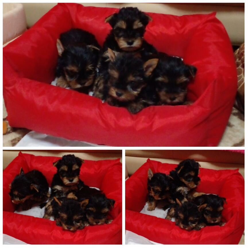 Йорики Мальчики