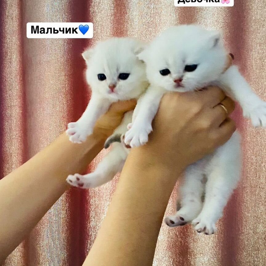 Котята шиншилла