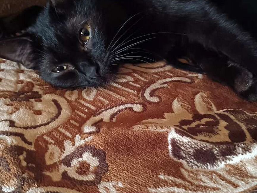 Кошечка Ночка