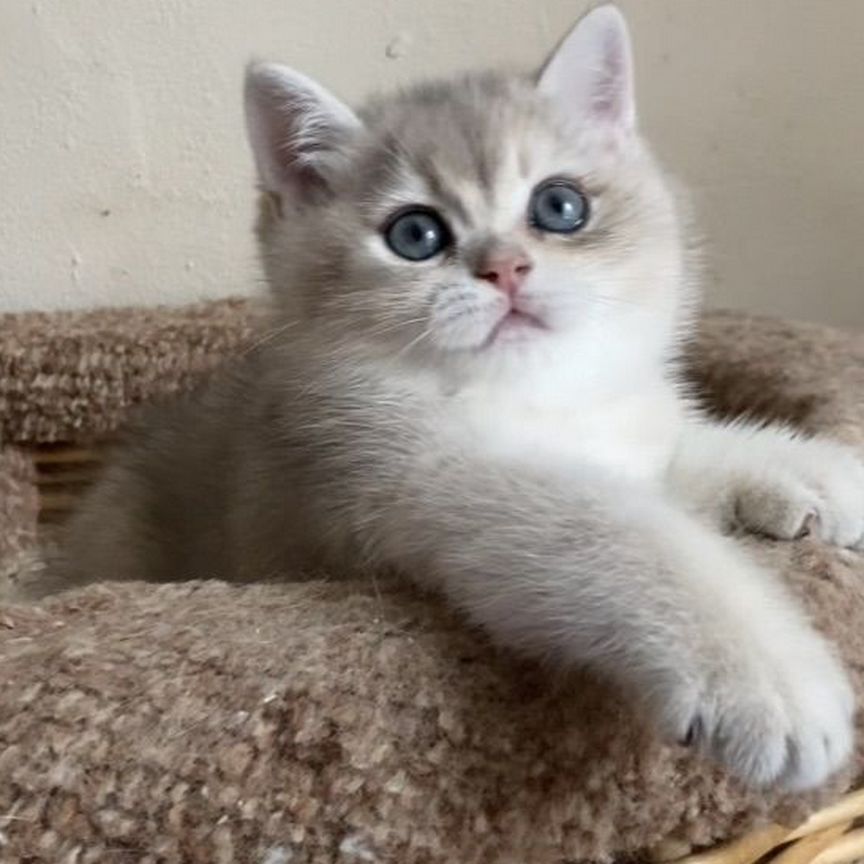 Британский короткошёрстный котёнок