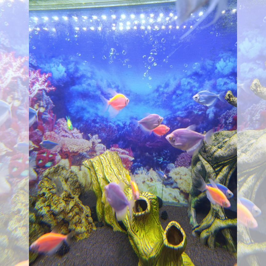 Аквариумные рыбки. Тернеции