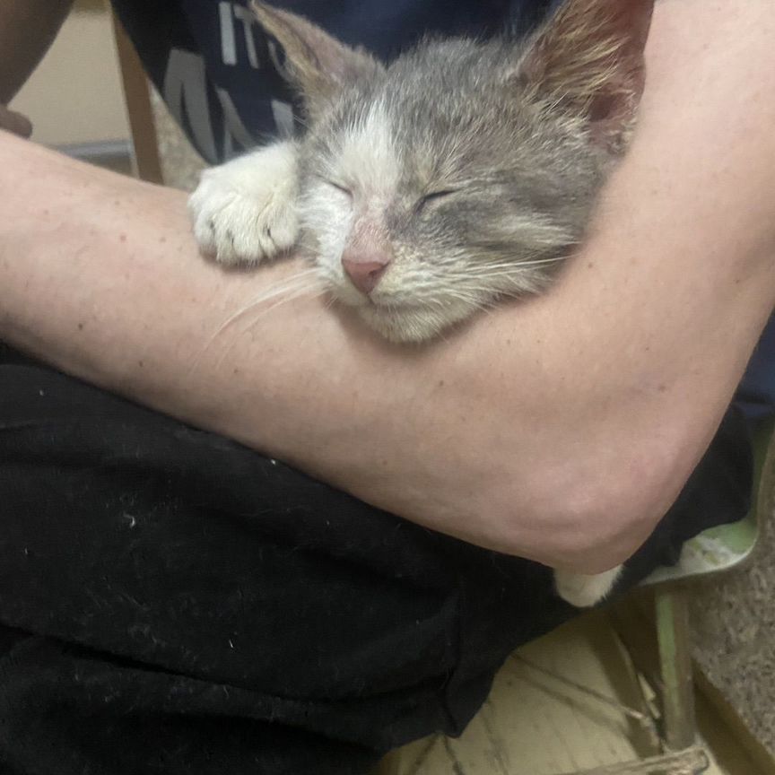 Котенок бесплатно