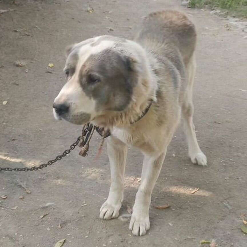 Алабай, взрослый пёс