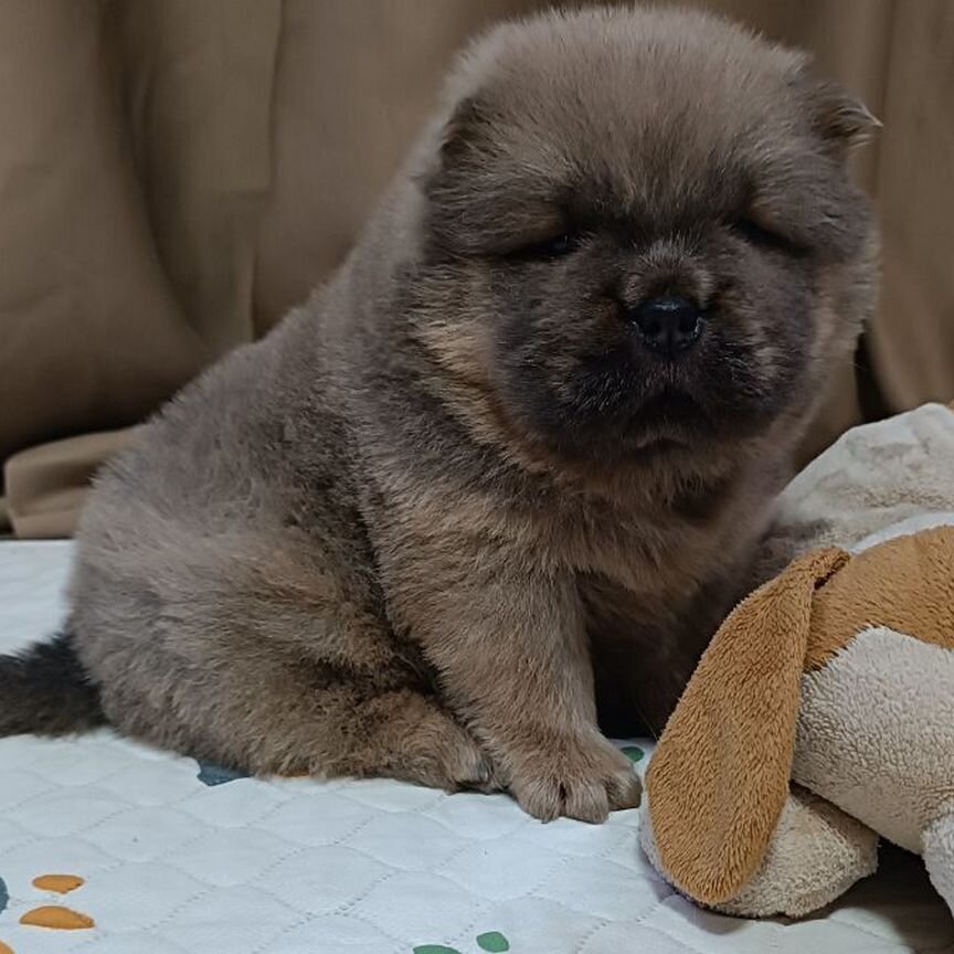 Чау чаушки