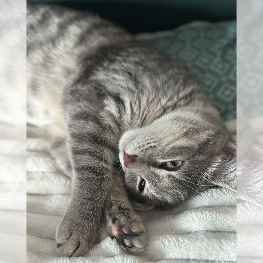Котенок девочка
