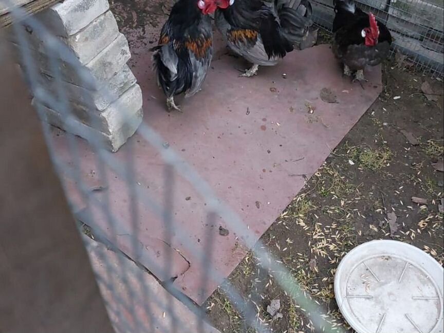 Петух