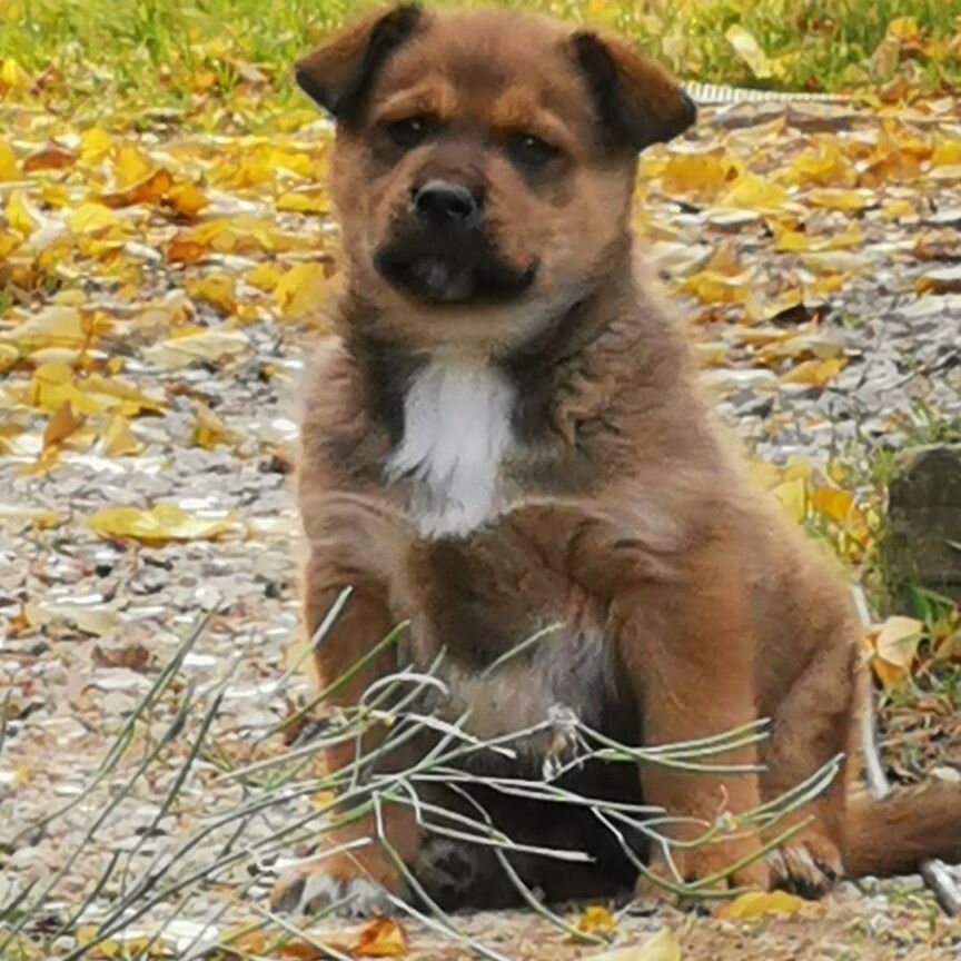 Щенок от Хаски