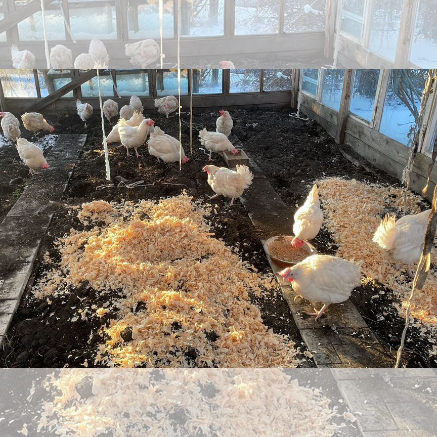 Куры несушки