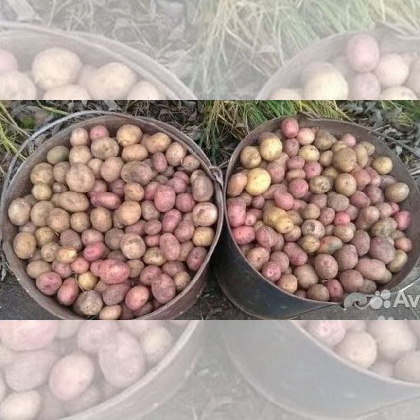 Продам картофель на корм скоту