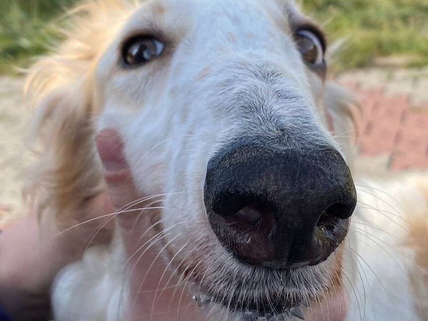 Собака в добрые руки