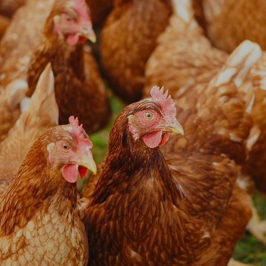 Яйцо инкубационное. Несушки