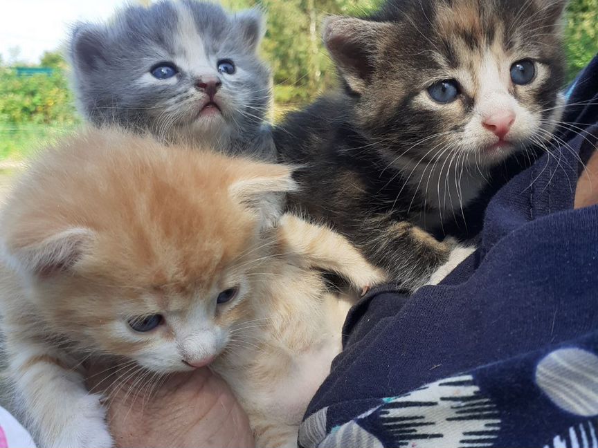 Котята от кошки крысоловки