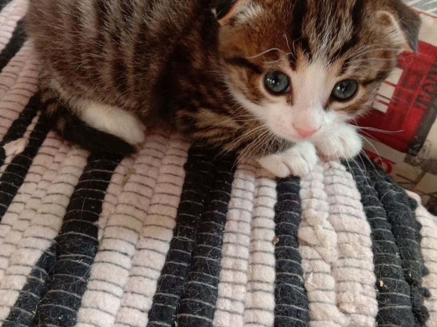 Котенок