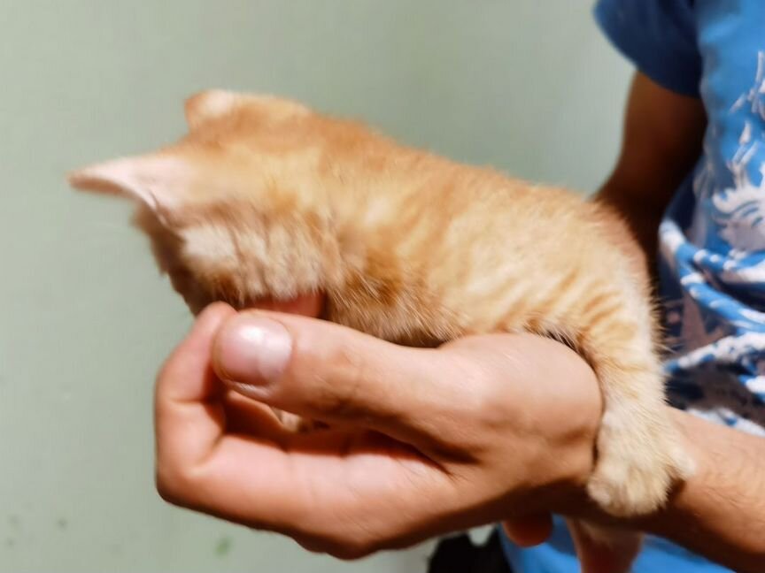 Коты и кошки бесплатно