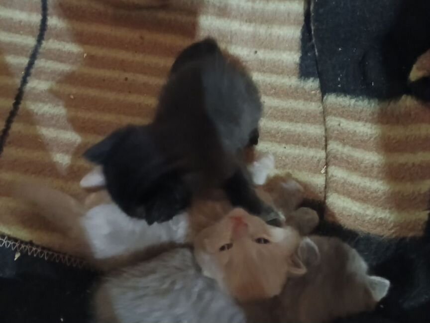 Кошка в дар
