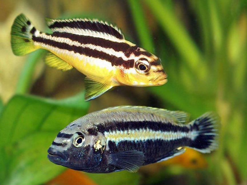 Меланхромис ауратус