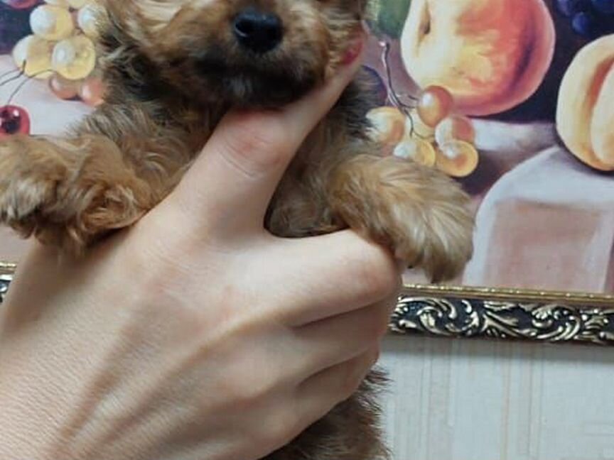 Щенки цветного йорка