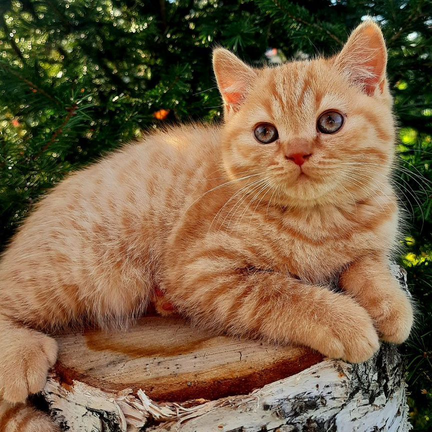 Британские котята