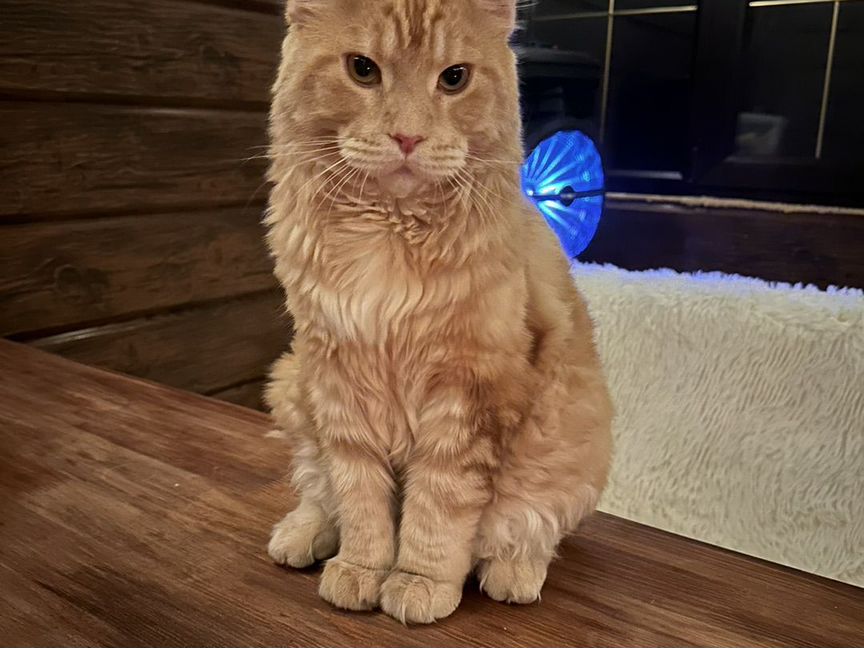 Рыжий котенок мейкун