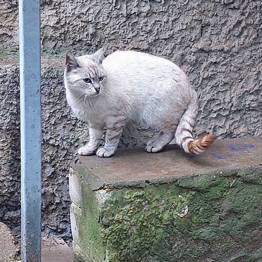 Кошка погибает на улице в добрые руки