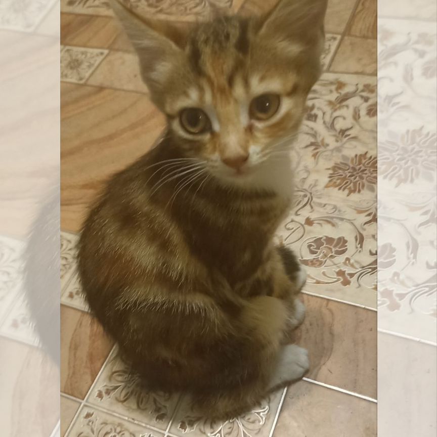 Отдам бесплатно