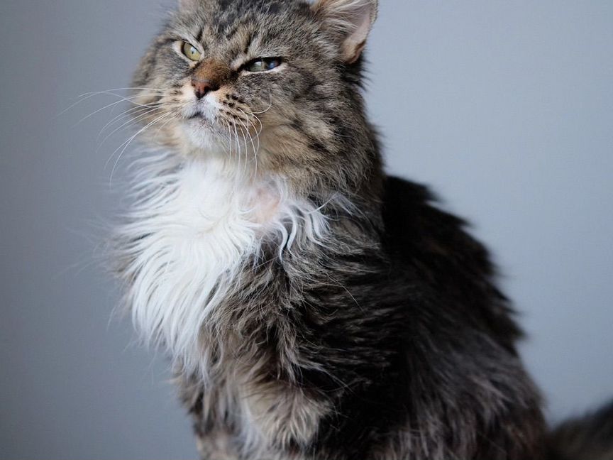 Кот Чуи