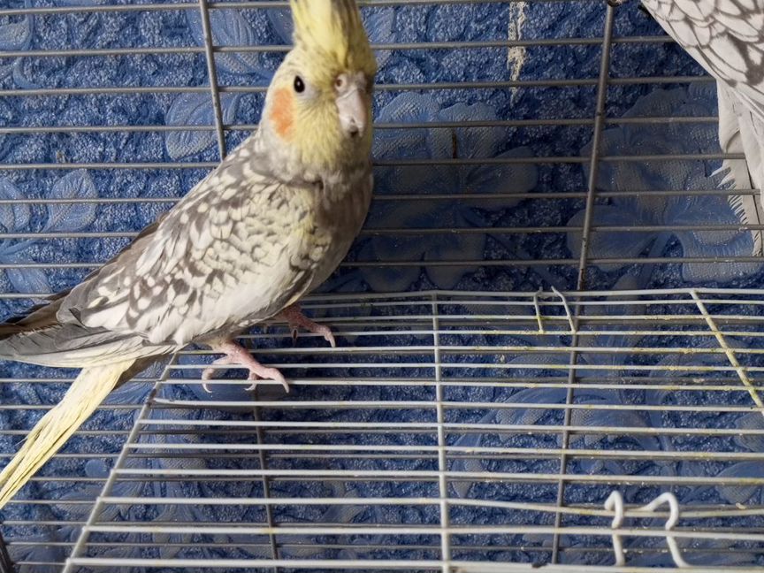 Карелла попугай