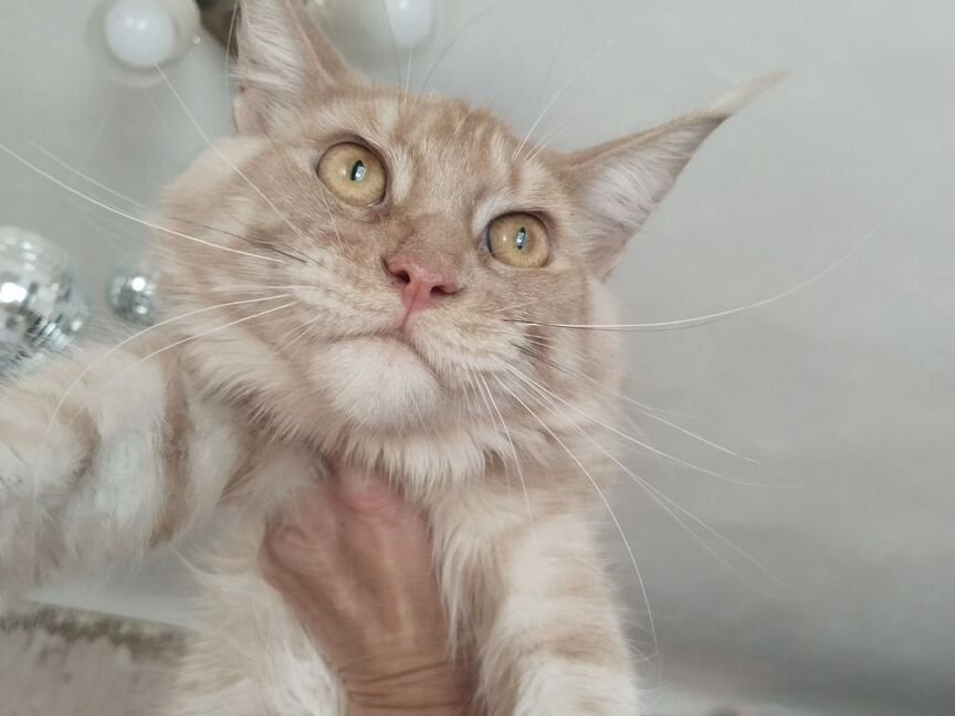 Отдадим Мейн-кун девочку 1,5 года