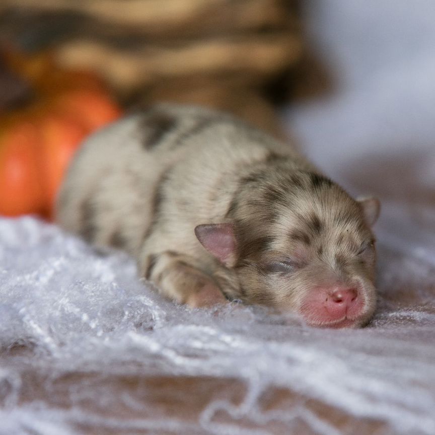 Померанский шпиц мини мишка