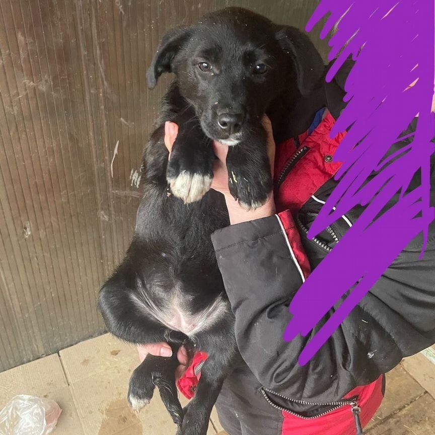 Щенок в добрые руки