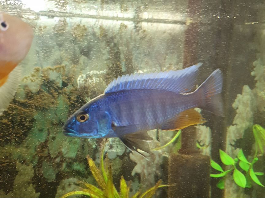 Аквариумные рыбки