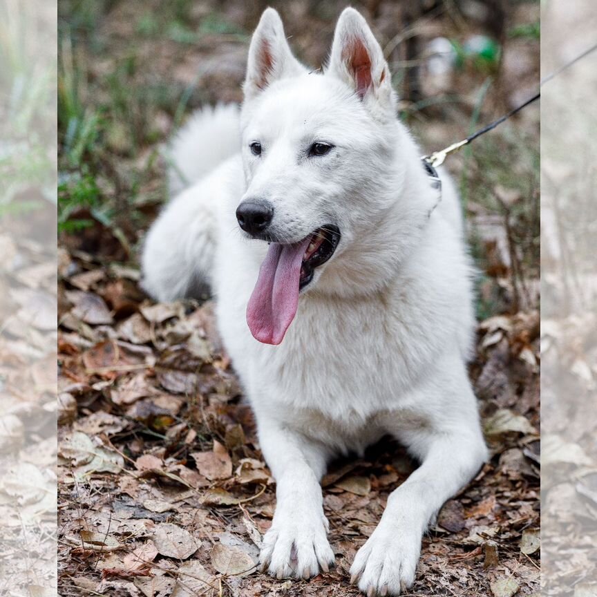 Собака в добрые руки