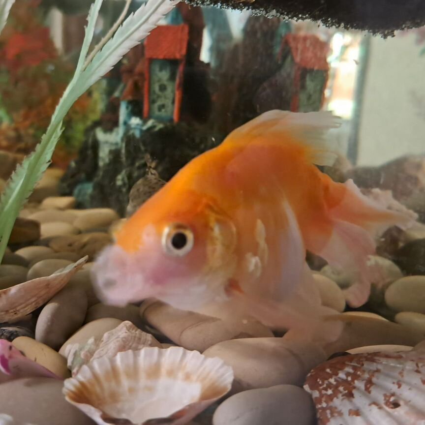 Рыбки, золотая и скалярия