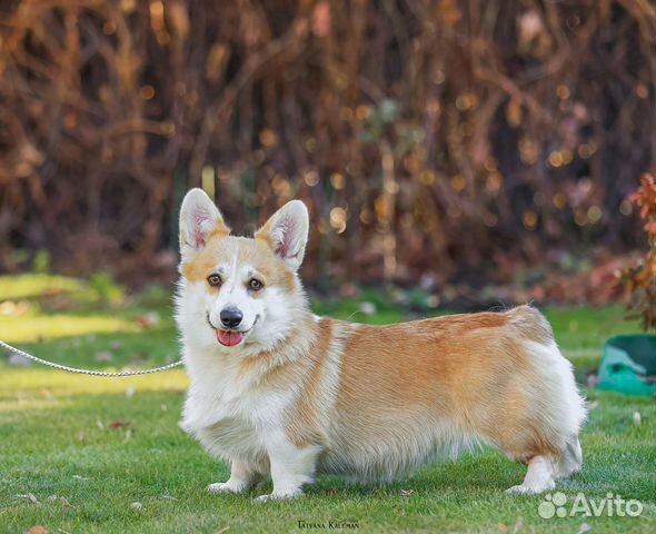 Корги, очаровательные щенки