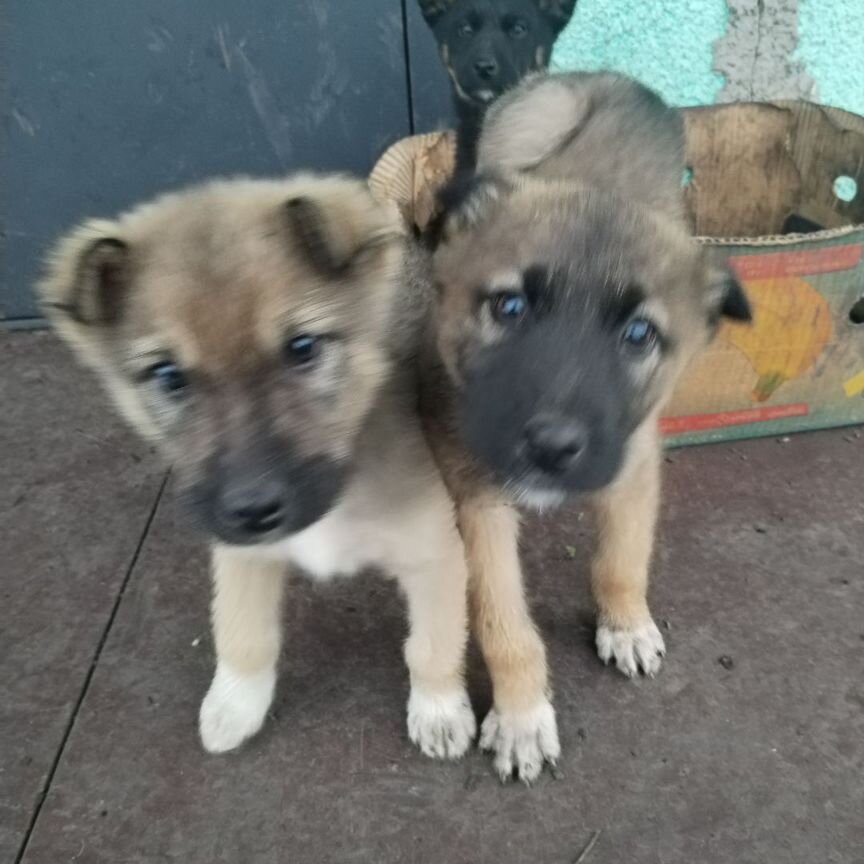 Щенки ищут хозяев