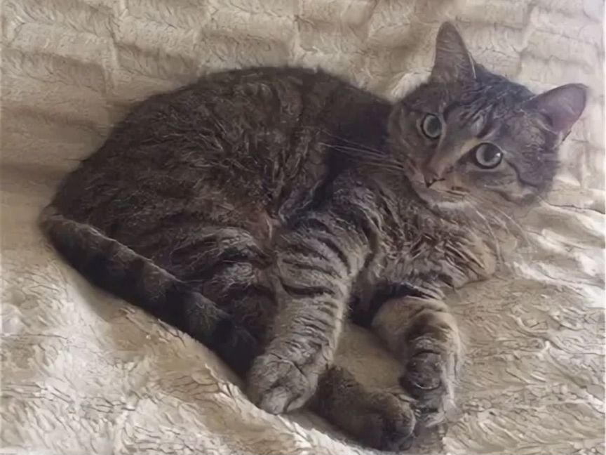 Кошка в компанию вашему коту