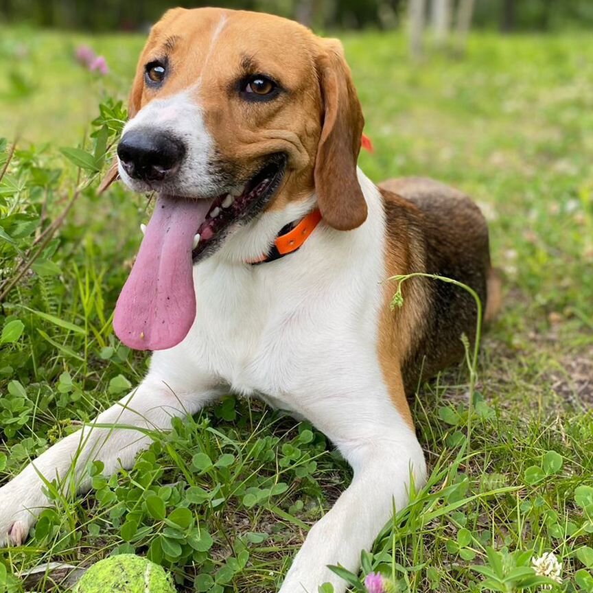 Выжлец эстонской гончей ищет подругу