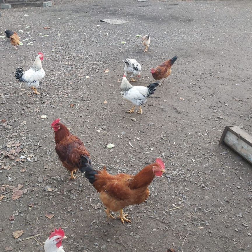 Молодые петушки