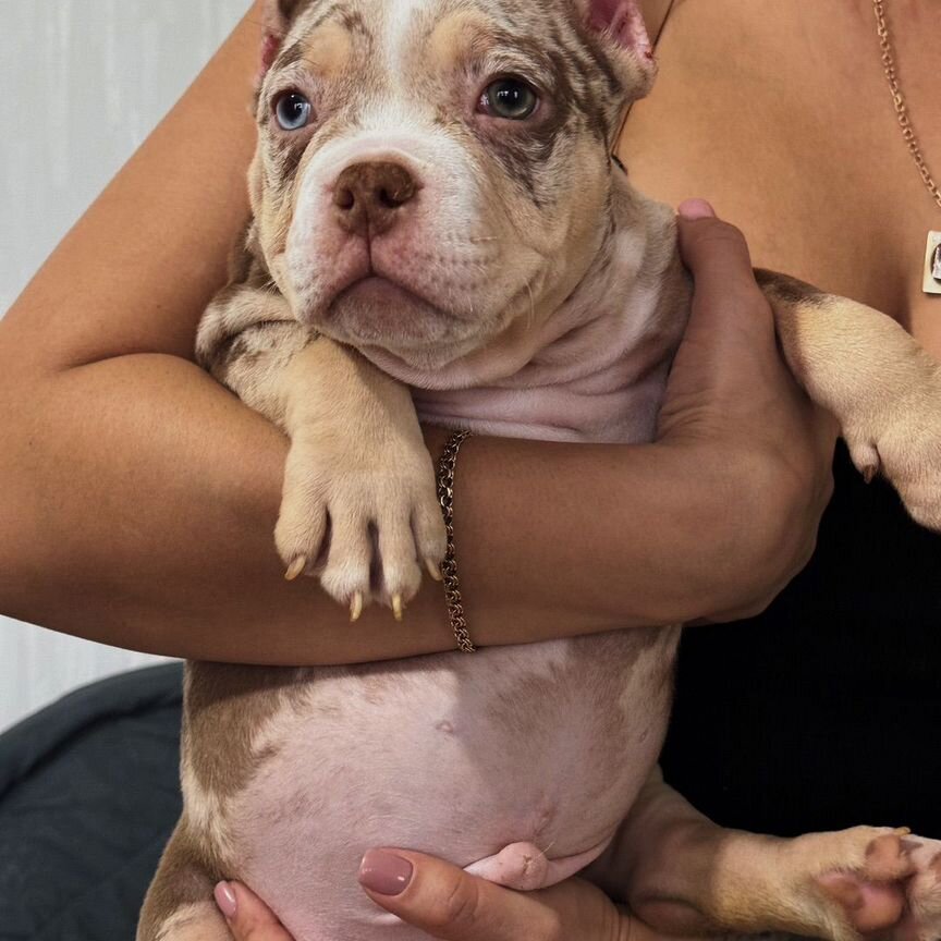 Американский булли покет мальчик кобель