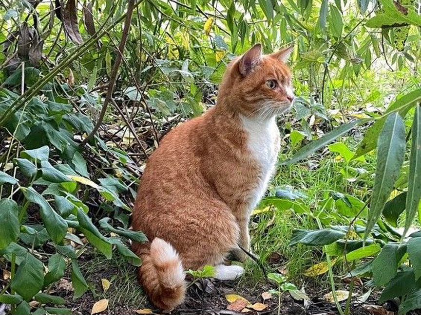 Большой рыжий ласковый котик